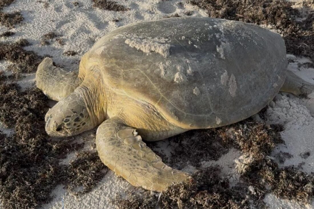 Tagged green sea turtle nests again - SANIBEL-CAPTIVA - Island Reporter ...
